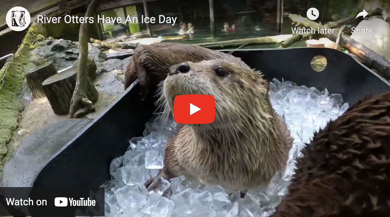 Otters Practice Ice Diving and Getting in Each Other's Way — The Daily ...