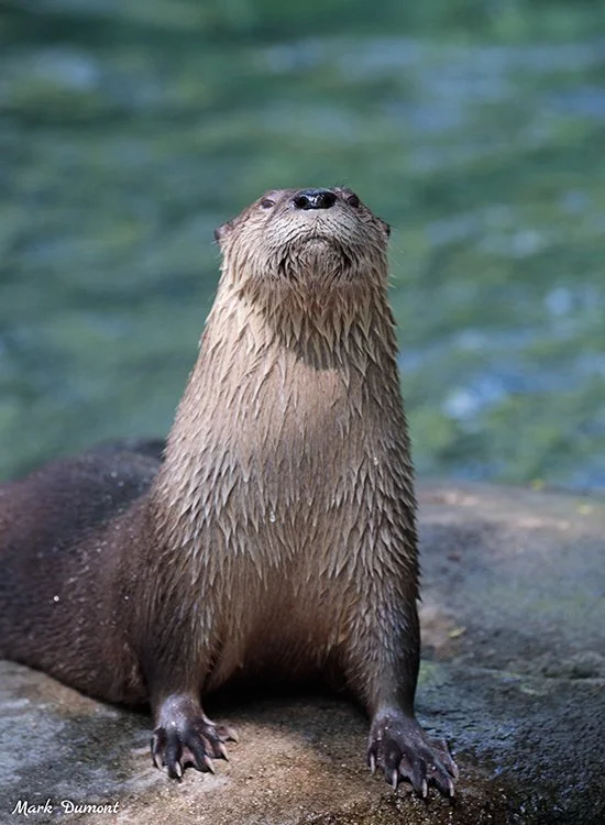 You're Freaking Me Out a Little With That Stare, Otter — The Daily Otter