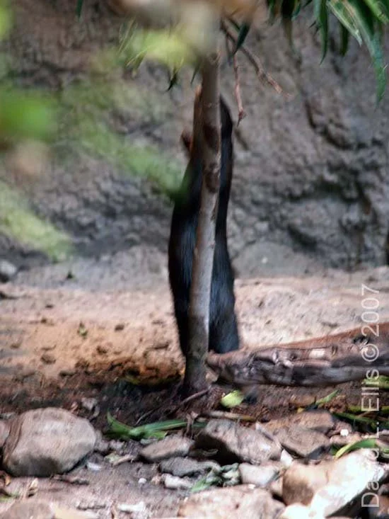 Ha Ha, They'll Never See Me Behind This Tree! — The Daily Otter