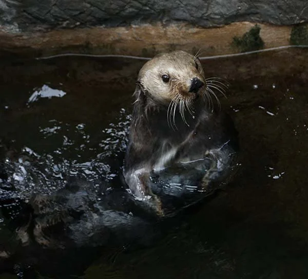 Throw It Here! I'm Open! — The Daily Otter