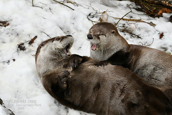 A Day in the Life of Sea Otter Rosa — The Daily Otter