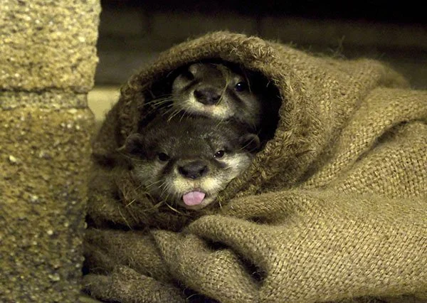 No Room for You, Human! — The Daily Otter