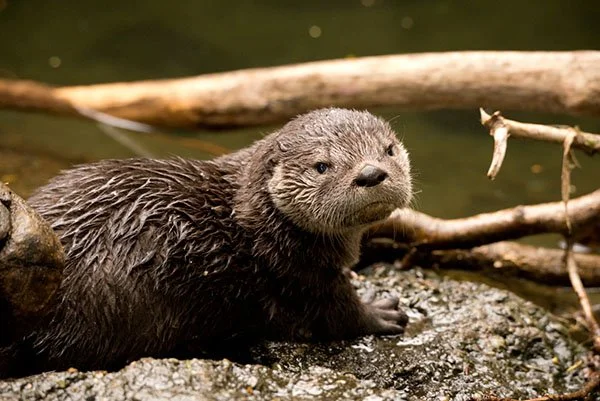 Therapist Sea Otter Asks What You Would Like to Talk About Today — The ...