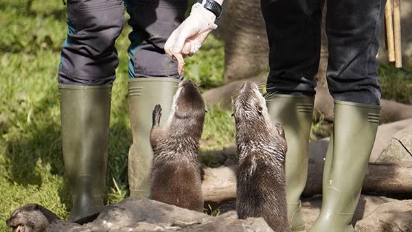 Don't Forget My Treat, Human! — The Daily Otter Don't Forget My Treat, Human! — The Daily Otter