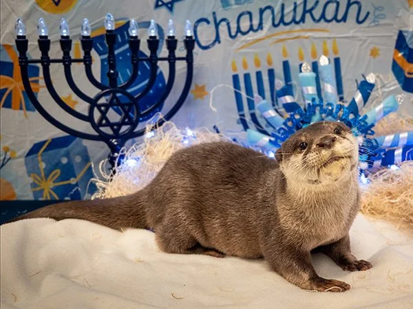 It's the Last Day of Hanukkah, Little Otter — The Daily Otter