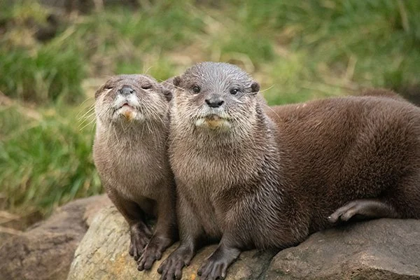 The Daily Otter
