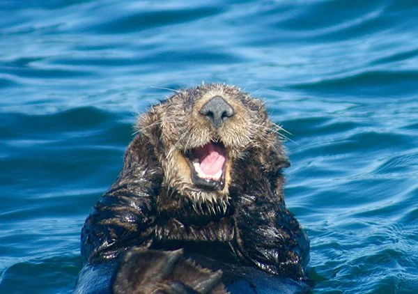 It's Friday! It's Friday! — The Daily Otter