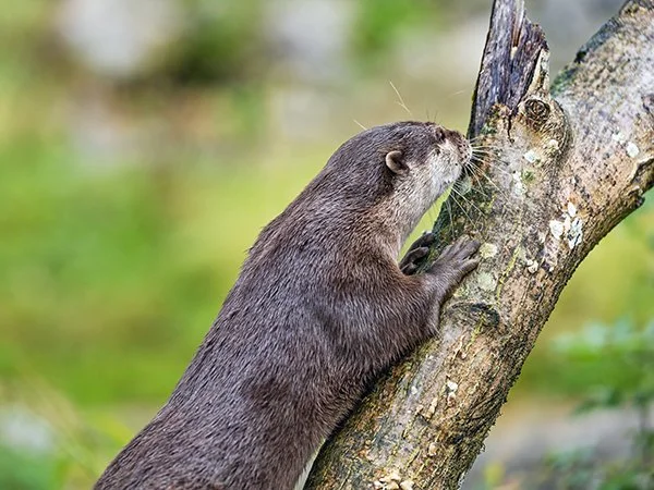 Sea Otter Quietly Enjoys a Snack on the Water — The Daily Otter