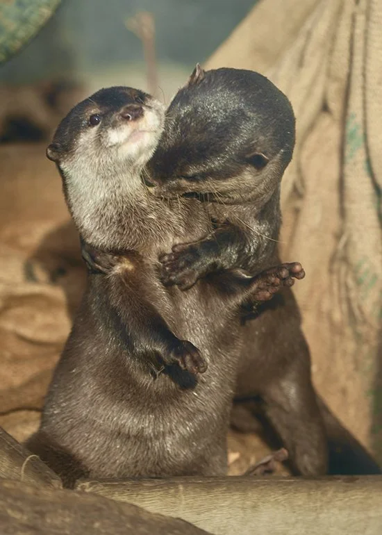 Otter Must Be Late for Snacktime — The Daily Otter