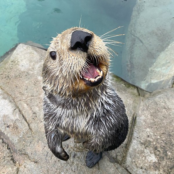 Happy Face! — The Daily Otter