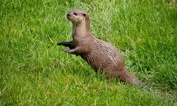 Sea Otter Juno Is Better at Basketball Than I Ever Was — The Daily Otter