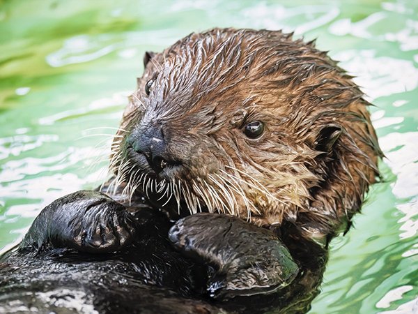 Warning: Boop Incoming! — The Daily Otter