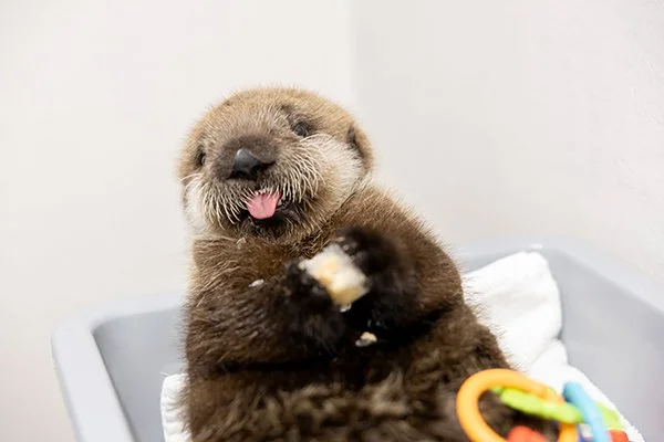 Didn't Take Long for the Little Guy to Get Cheeky — The Daily Otter