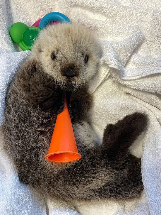 Doo Doo Doo Doo Doo Doo! — The Daily Otter