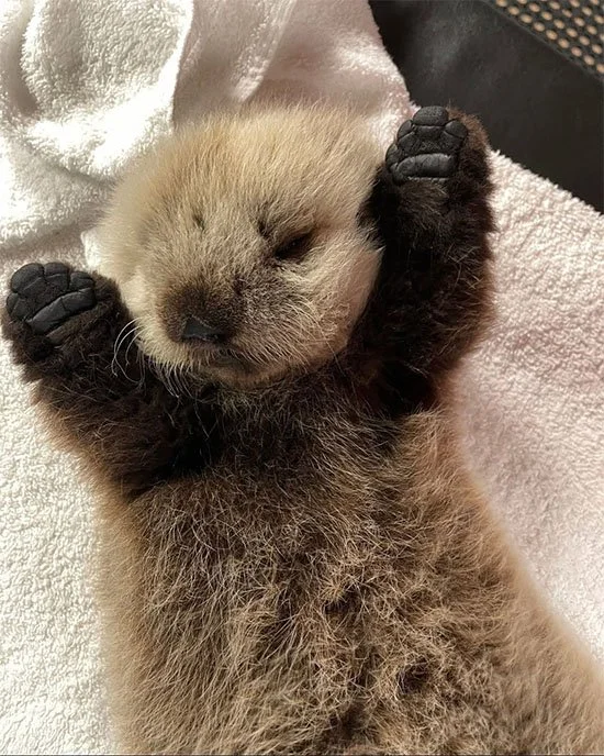 Its Friyay — The Daily Otter
