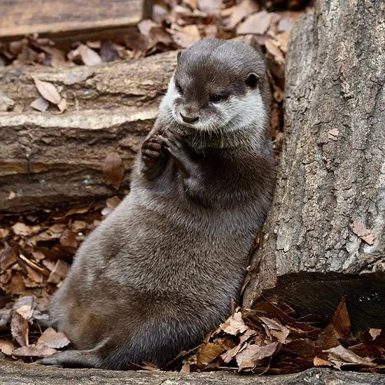 The Daily Otter