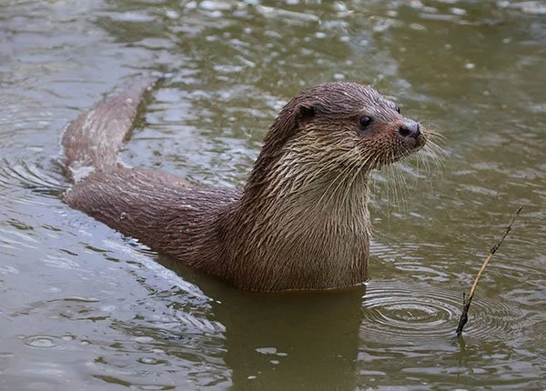 The Daily Otter