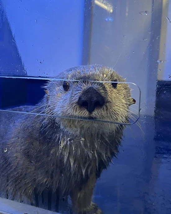 Whatcha Doin' in There, Human? — The Daily Otter
