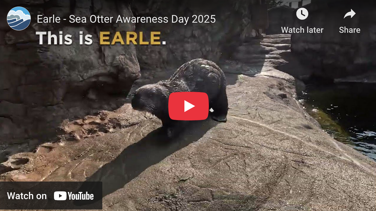 Get to Know Oregon Coast Aquarium's Sea Otters! — The Daily Otter
