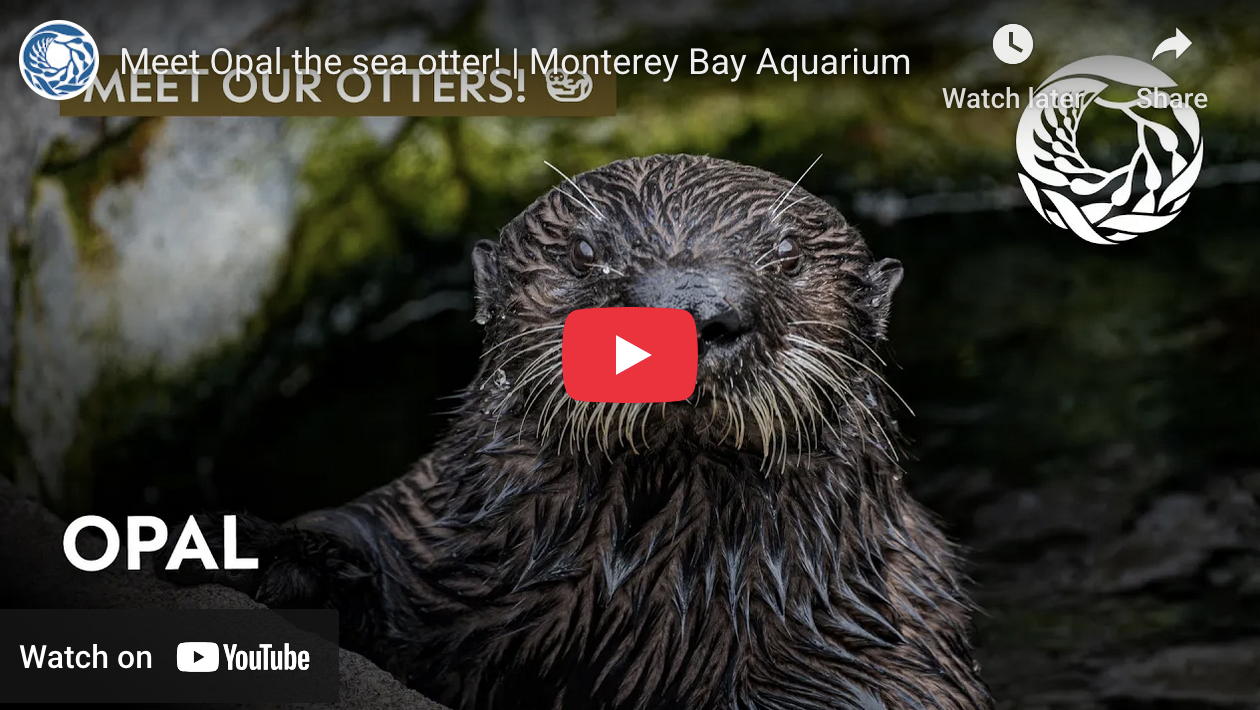 Meet This Little Gem of a Sea Otter — The Daily Otter