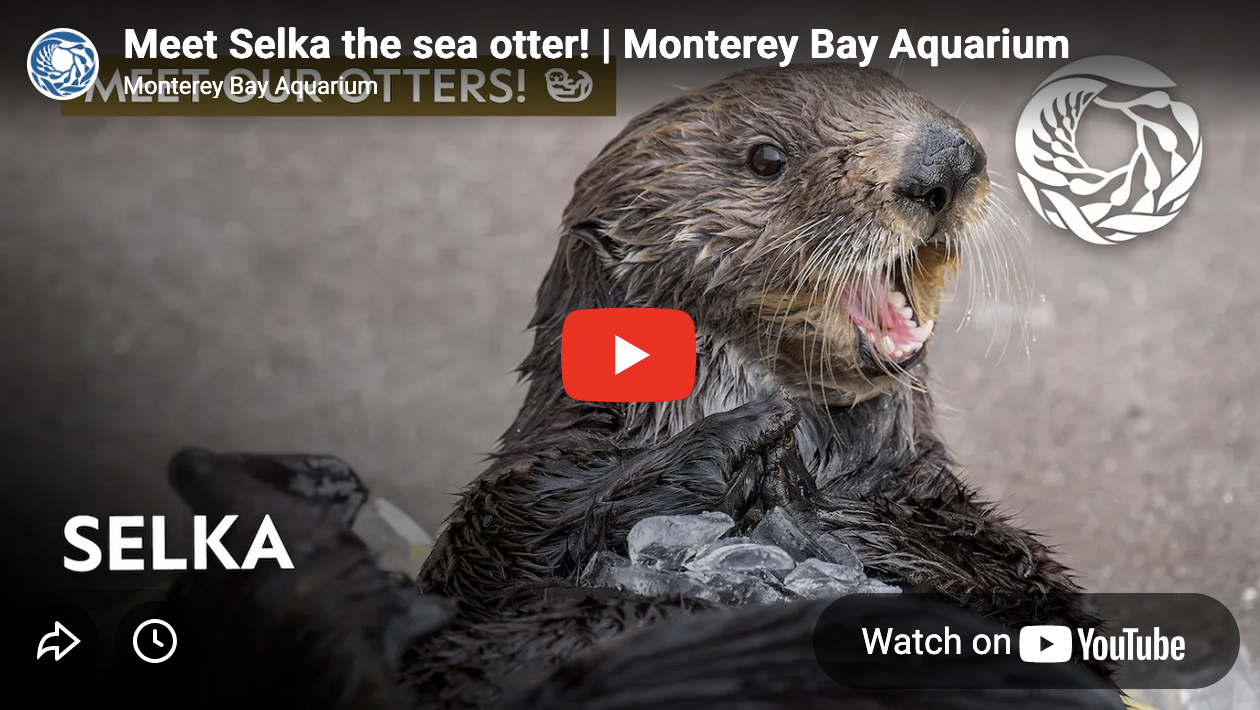 Salute, Selka! — The Daily Otter