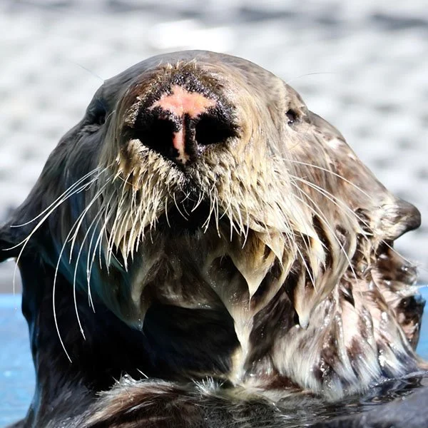 What's Your Story, Sea Otter? — The Daily Otter