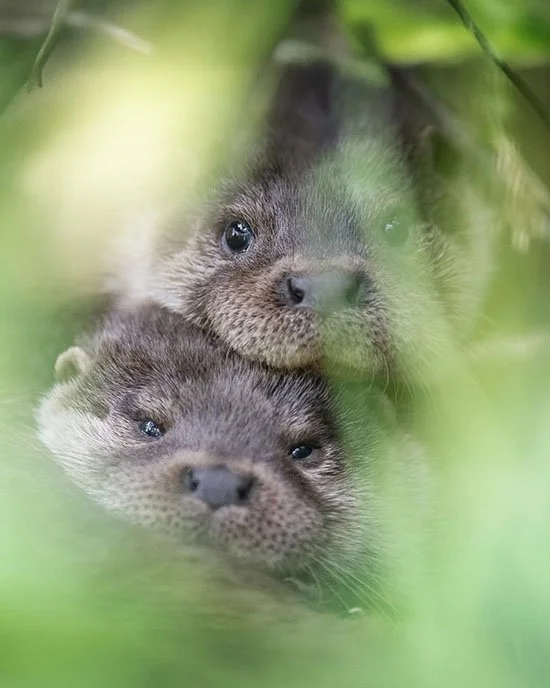 Otter Pups Are Growing Up Big and Strong — The Daily Otter