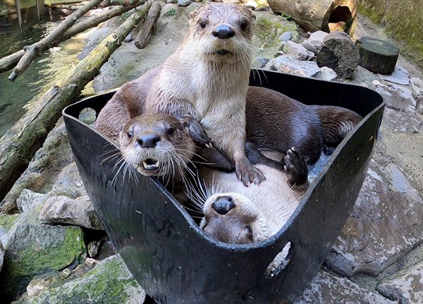 Come On, Pile In, There's Technically Still Room! — The Daily Otter