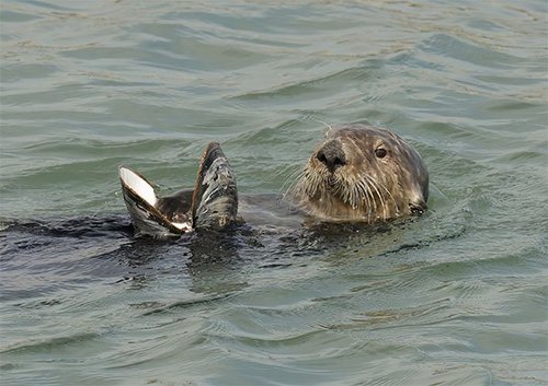 That Post-Meal Glazed-Over Look — The Daily Otter