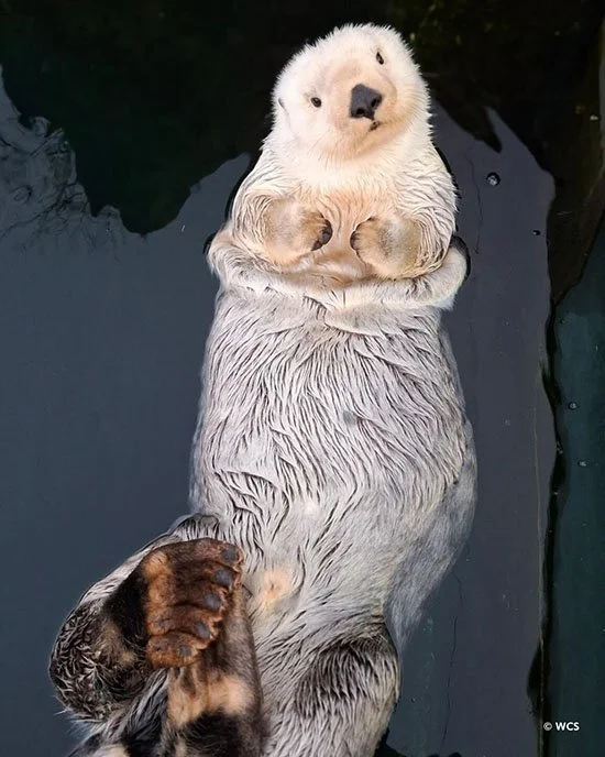 Sea Otter Is a Beautiful Silvery Boye — The Daily Otter
