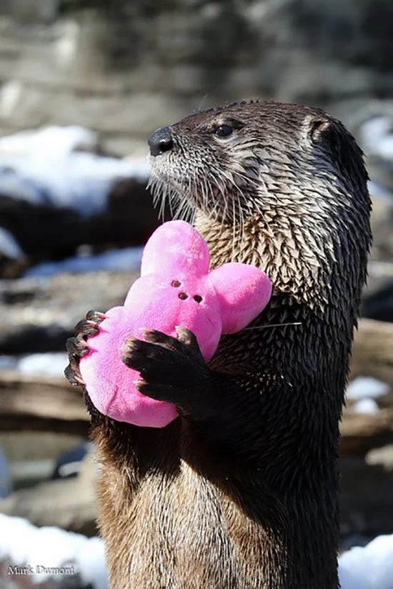 Otters Wish You a Happy Easter! — The Daily Otter