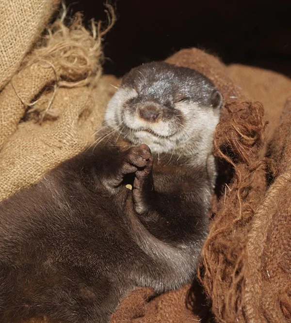 TFW You've Hatched a Plan, a Devious Plan — The Daily Otter