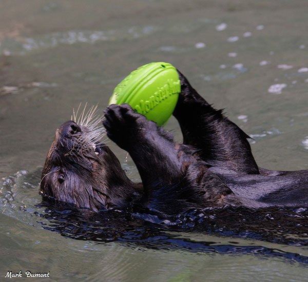 Hey, There's Snacks in This — The Daily Otter