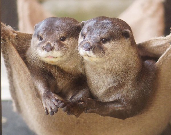 Two Otts in a Pod — The Daily Otter