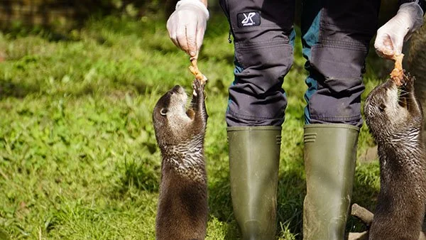 Yay, Treat Time! — The Daily Otter