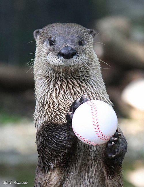 Up for a Game of Catch, Human? — The Daily Otter