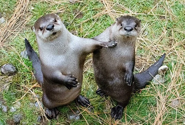Stand Back, Friend, I'll Handle This — The Daily Otter