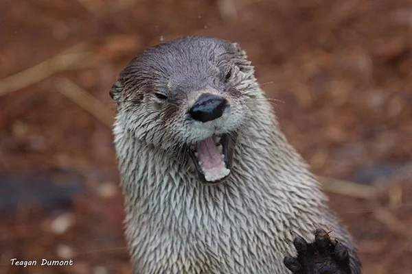 It's Fun to Be an Otter — The Daily Otter