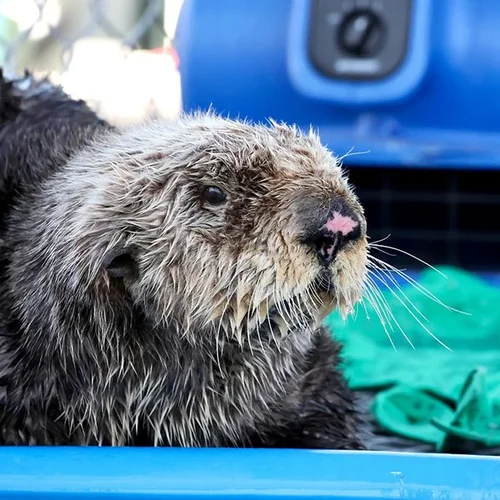 Sorry, Sweet Sea Otter — The Daily Otter
