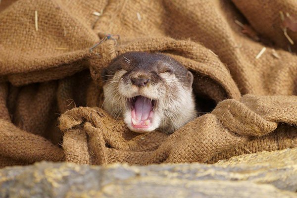 Rise and Shine, Little Otter, It's a New Day! — The Daily Otter