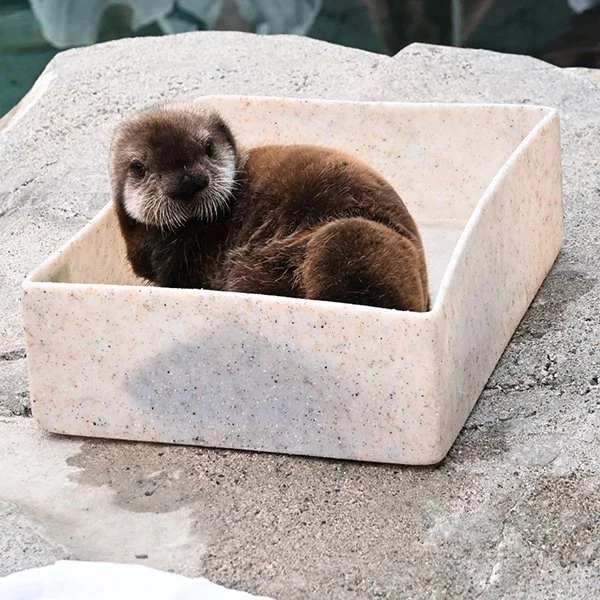 This Otter Pup Comes in a Box, Perfect for Easy Transport — The Daily Otter