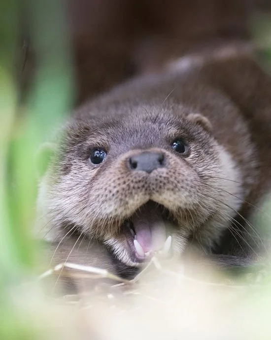 Otter Pups Are Growing Up Big and Strong — The Daily Otter