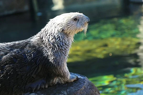 Sea Otter Just Has that Species Ambassador Vibe — The Daily Otter