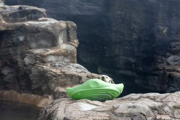 The Ottership Has Landed — The Daily Otter