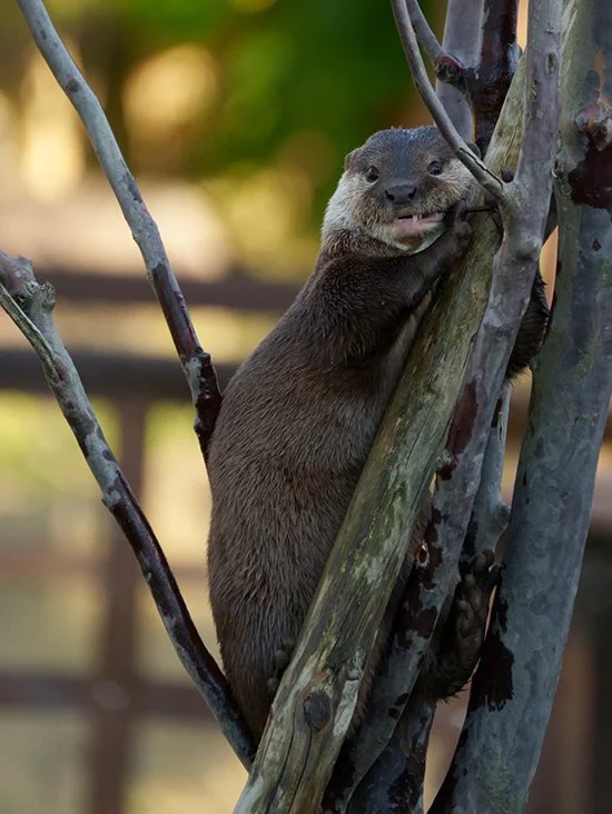Once Up in the Tree Otter Realizes He's Afraid of Heights — The Daily Otter