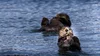 Shush and Keep Your Distance! It's Naptime! — The Daily Otter