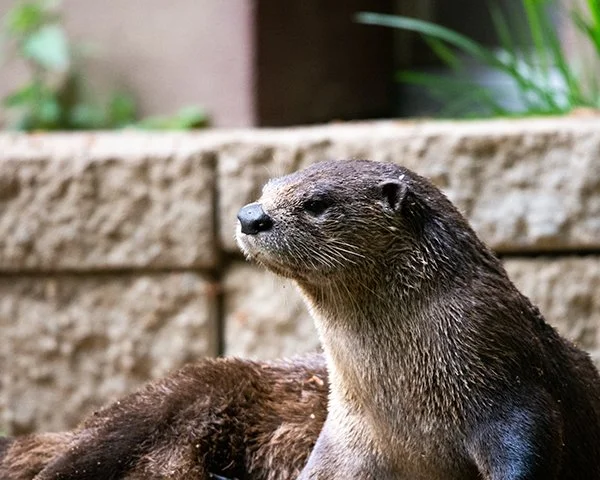 I Wonder What Otter's So Lost in Thought About? — The Daily Otter