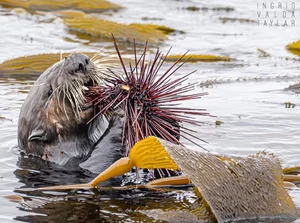 Sea Otter's Spiky Snack — The Daily Otter
