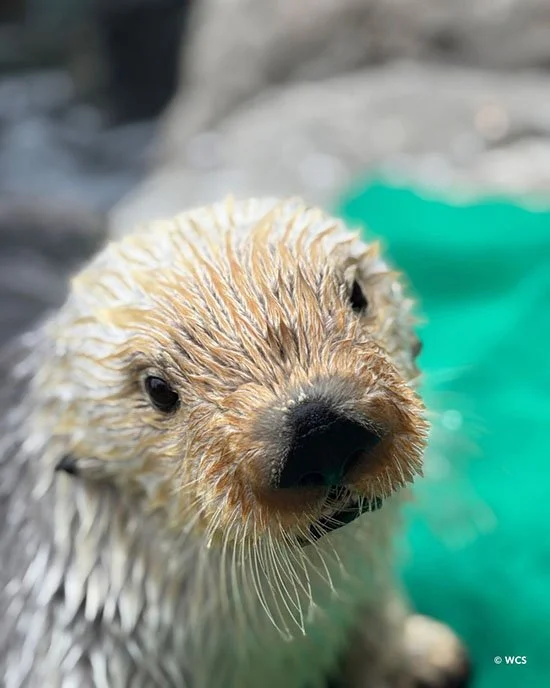 Sea Otter Is a Beautiful Silvery Boye — The Daily Otter