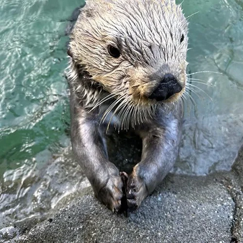 Hello, Human, How May I Help You? — The Daily Otter